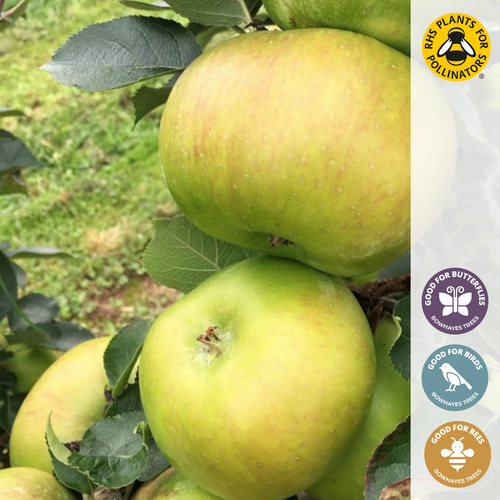 Malus domestica 'Bramley 20' | Apple Tree | Bowhayes Trees