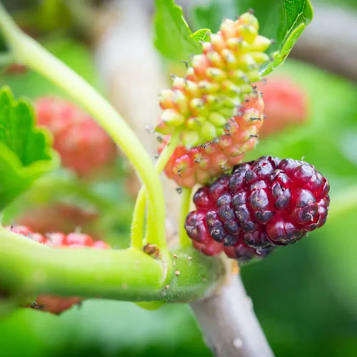 Morus 'Pendula' (FRUITING) | Weeping Mulberry | Bowhayes Trees