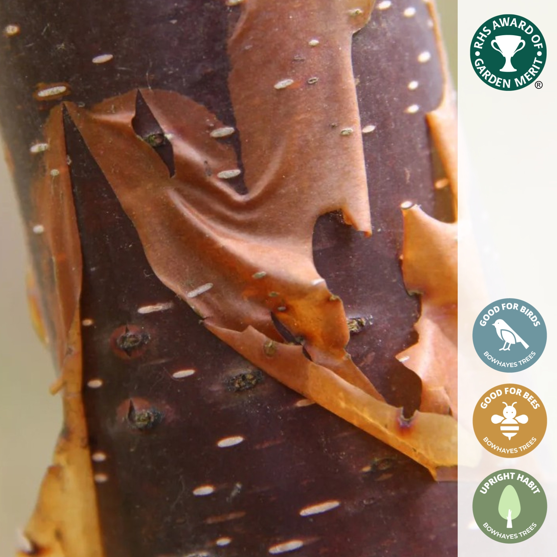 betula-utilis-wakehurst-place-chocolate-birch-tree