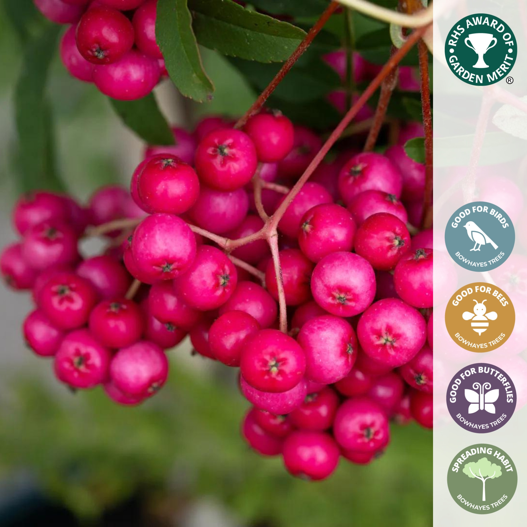 sorbus-vilmorinii-pink-charm-rowan-tree