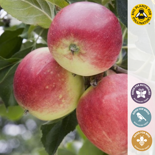 Malus domestica 'Katy' | Apple Tree | Bowhayes Trees