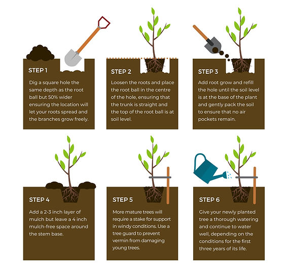Planting Spacing Chart Ornamental Tree