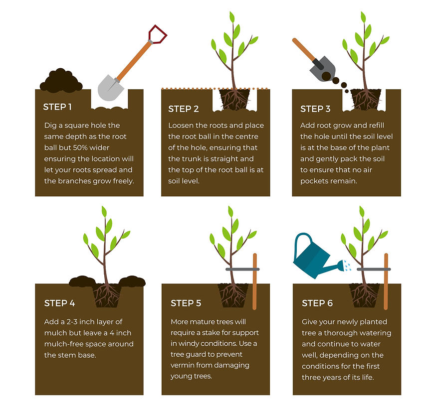 Planting Guides | Bowhayes Trees