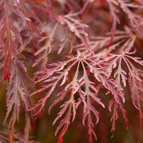 Acer palmatum 'Garnet' | Japanese Maple | Bowhayes Trees