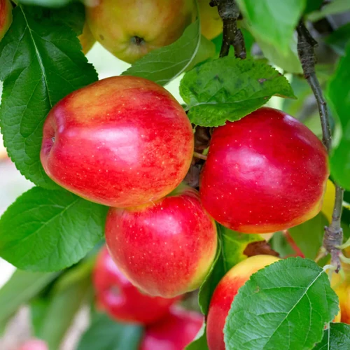 Malus domestica 'Saturn' | Apple Tree | Bowhayes Trees