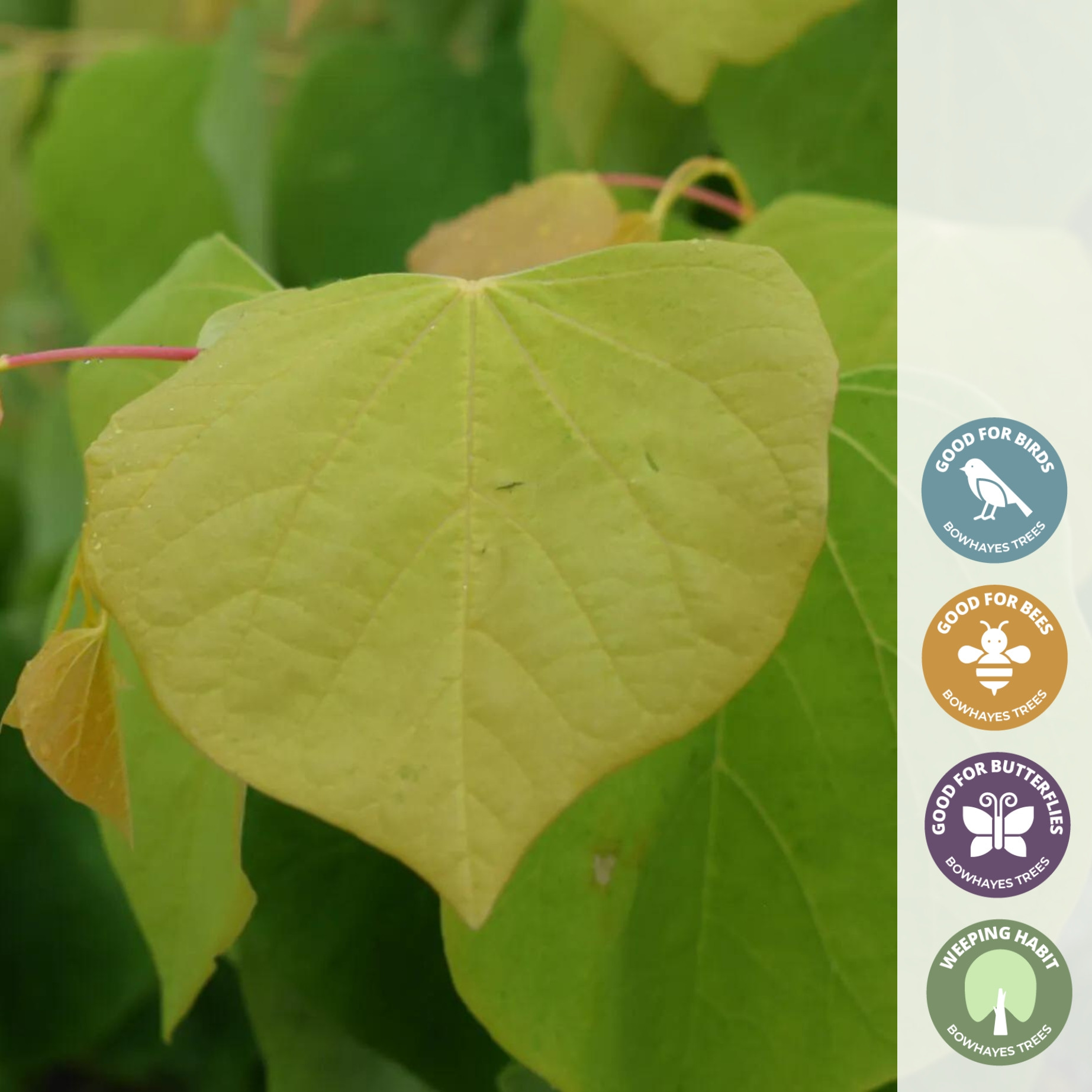 cercis-canadensis-golden-falls-redbud-tree