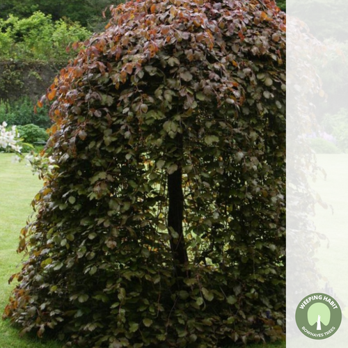 Fagus sylvatica 'Purpurea Pendula' | Weeping Purple Beech Tree ...