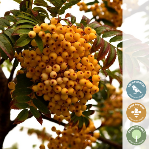 Sorbus 'Joseph Rock' | Yellow Berried Rowan Tree | Bowhayes Trees