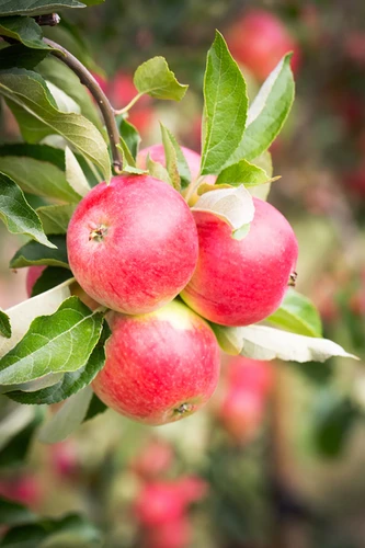 Malus domestica 'Worcester Pearmain' | Apple Tree | Bowhayes Trees