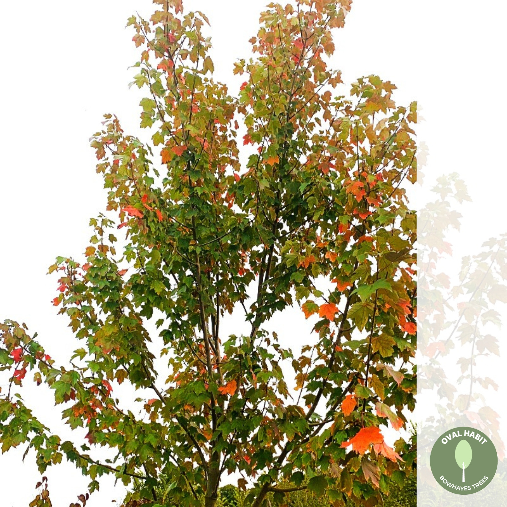 acer-rubrum-brandywine-red-maple-brandywine