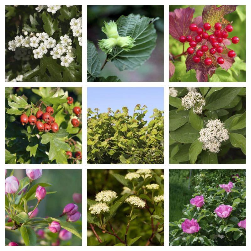 horse-friendly-hedge-pack