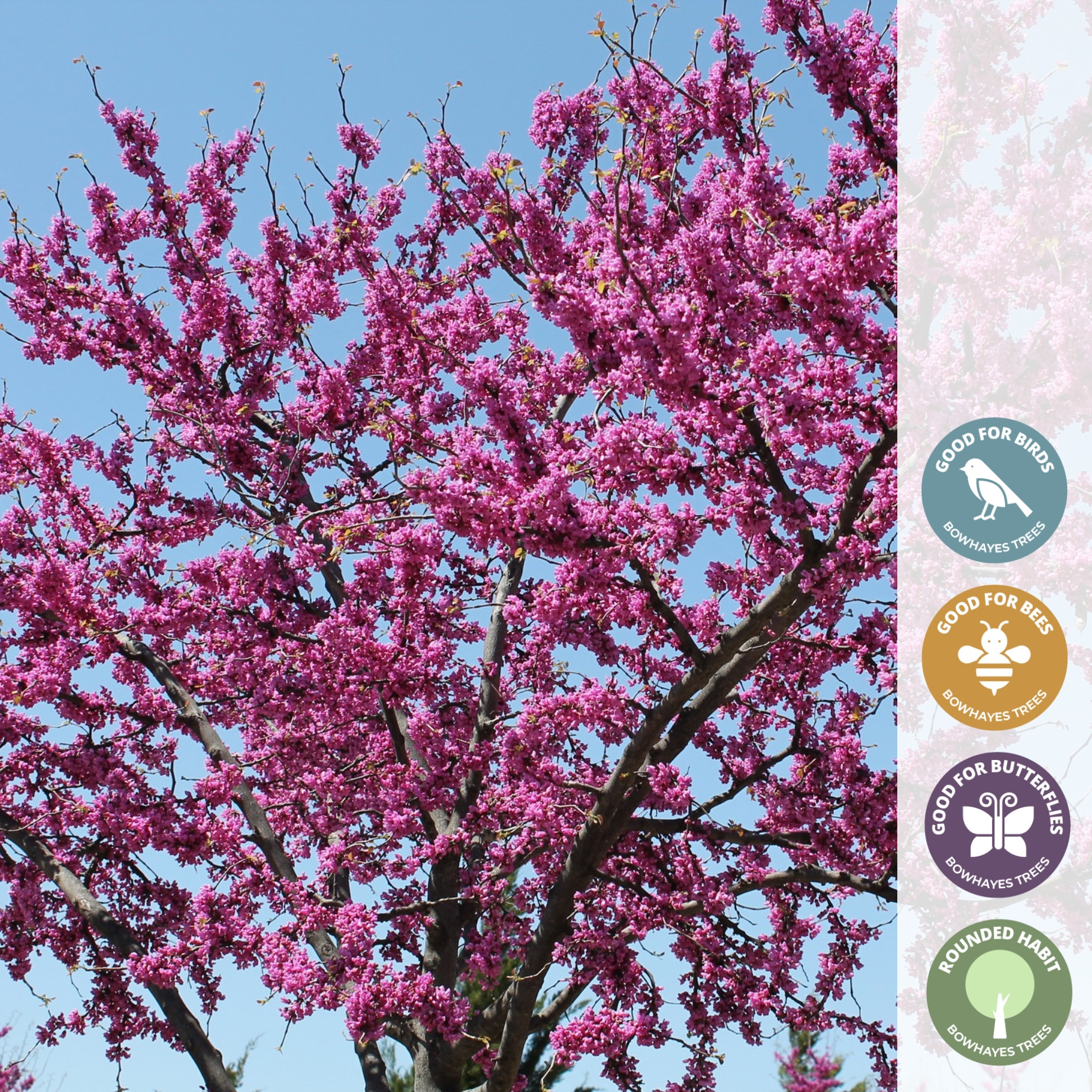 cercis-canadensis-var-texensis-oklahoma-texas-redbud