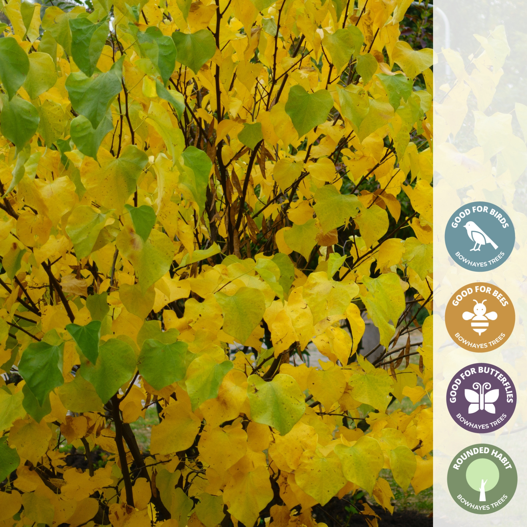 cercis-canadensis-rising-sun-redbud