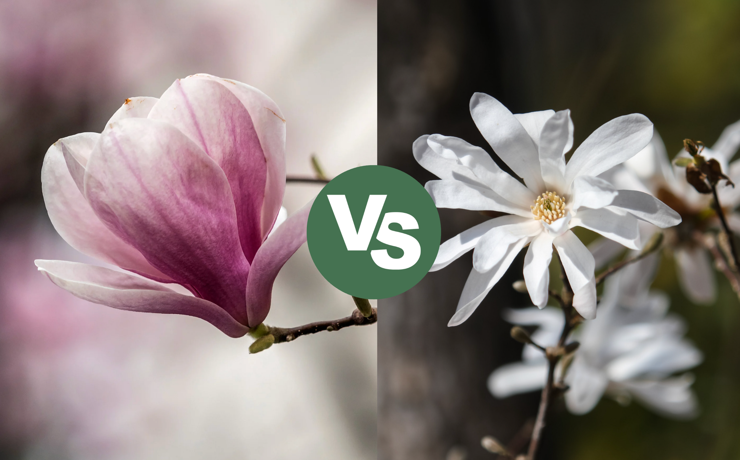 Magnolia Soulangeana vs Magnolia Stellata | What's the Difference in ...