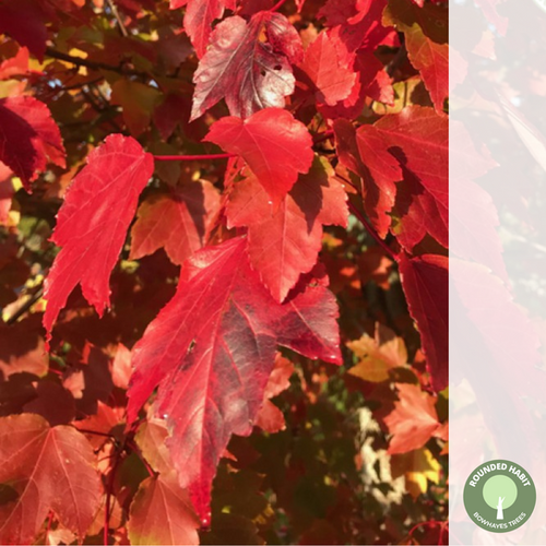 Acer × freemanii 'Morgan' | Freeman Maple Tree | Bowhayes Trees