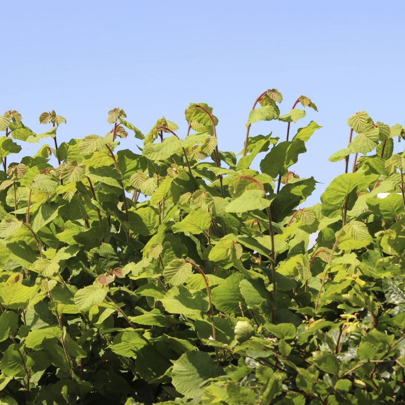 corylus-avellana-hazel-tree
