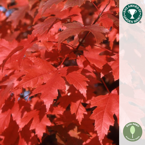 Acer x freemanii 'Autumn Blaze' | Freeman Maple Tree | Bowhayes Trees