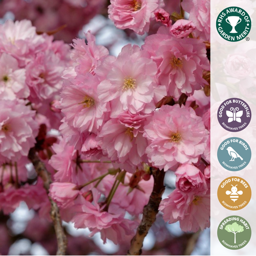 Prunus 'Accolade' | Flowering Cherry Tree | Bowhayes Trees