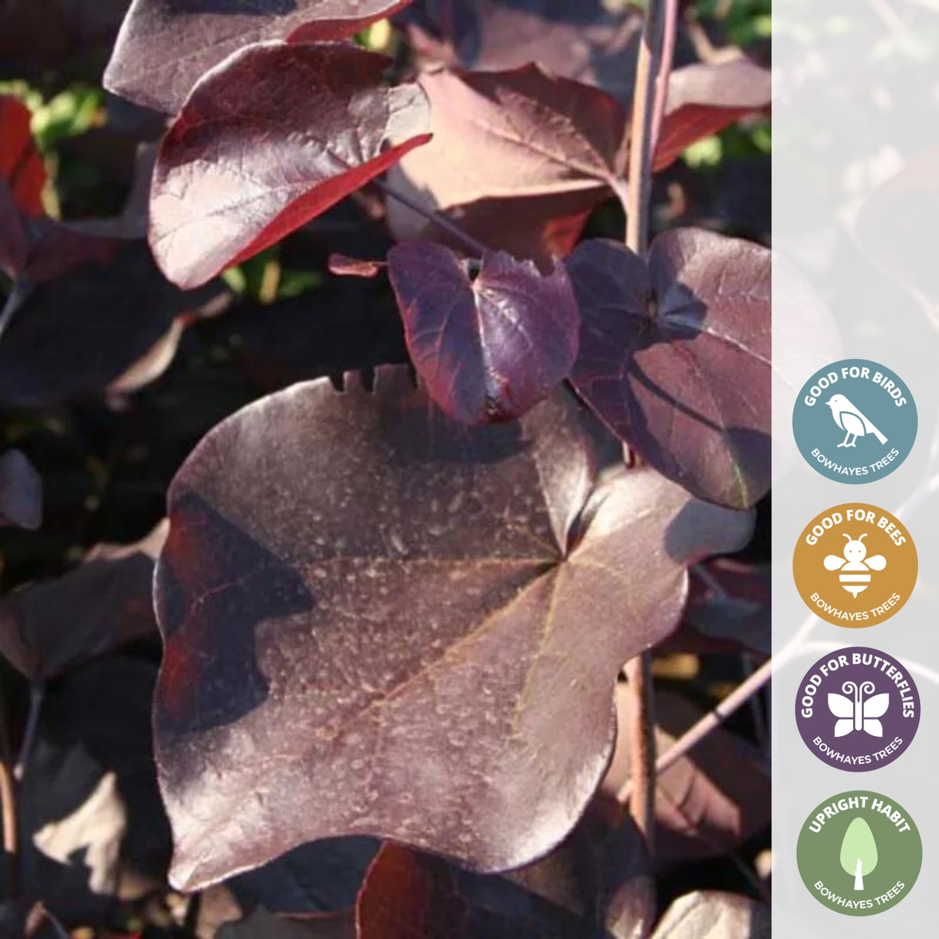 cercis-can-merlot-redbud-tree