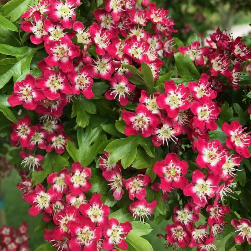 crataegus-laevigata-crimson-cloud-hawthorn-tree-crimson-cloud