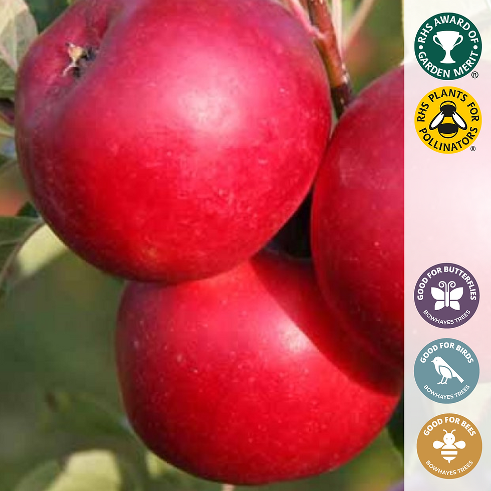 Fruit Rootstock | Bowhayes Trees