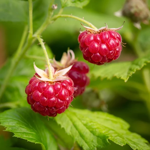 Rubus idaeus 'Autumn Bliss®' | Raspberry | Bowhayes Trees