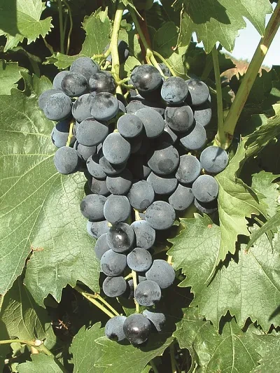 grapevine-vitis-muscat-bleu-outdoor