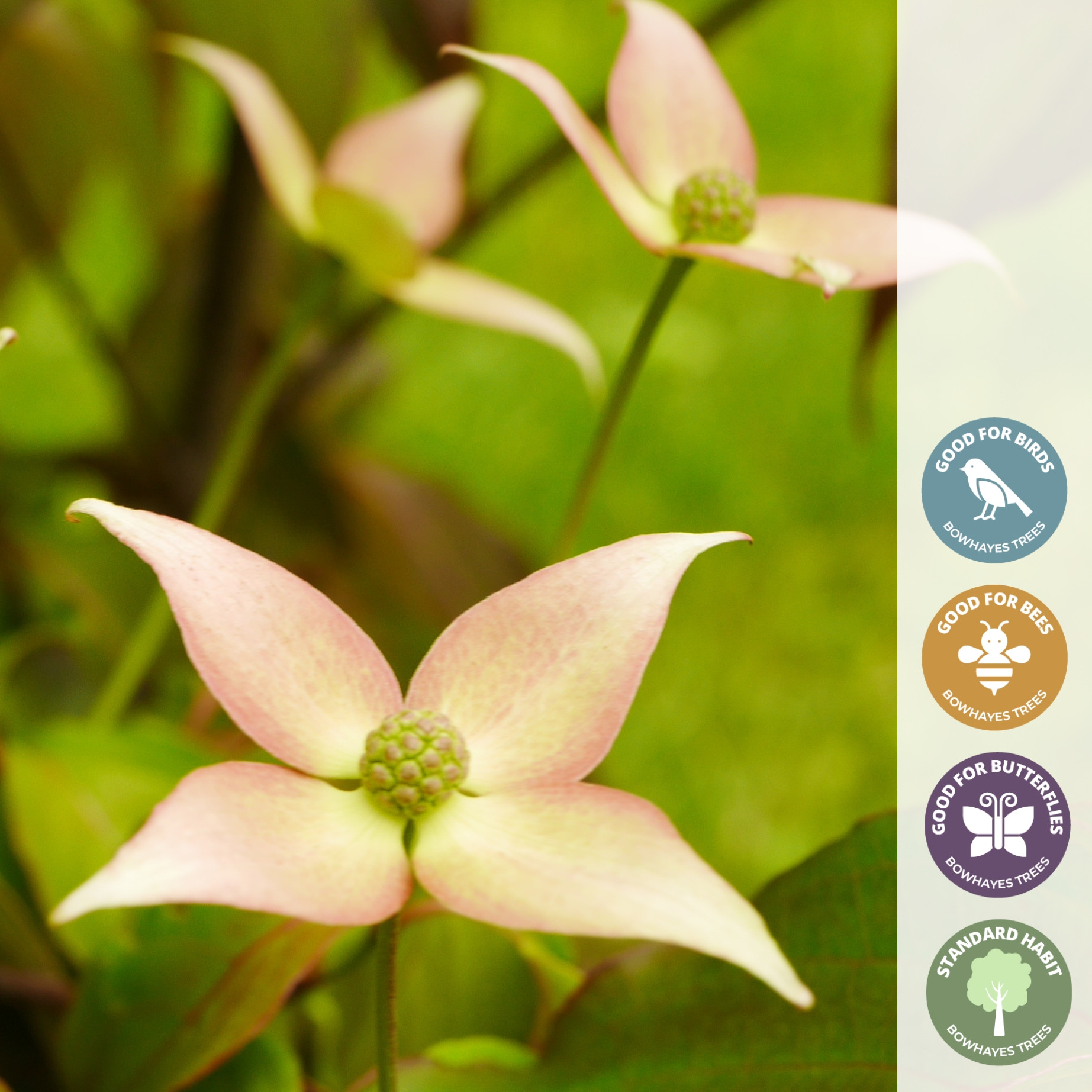cornus-kousa-cappuccino-flowering-dogwood