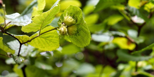 Hazel Trees | Corylus | Bare Root | Bowhayes Trees