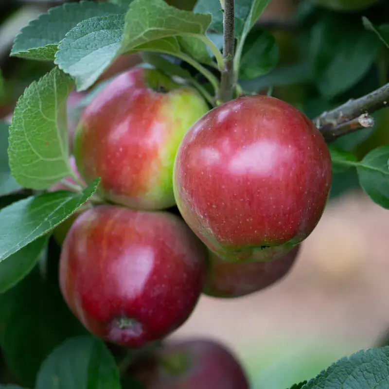 Fruit Rootstock | Bowhayes Trees