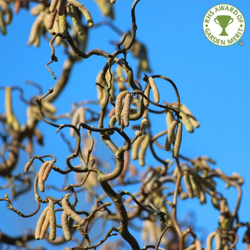 Corylus avellana 'Contorta' | Twisted Hazel Tree | Bowhayes Trees