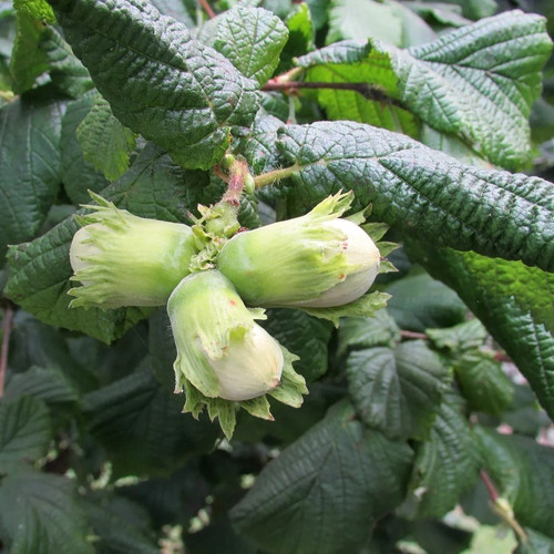 Corylus avellana 'Cosford' | Filbert Tree | Bowhayes Trees