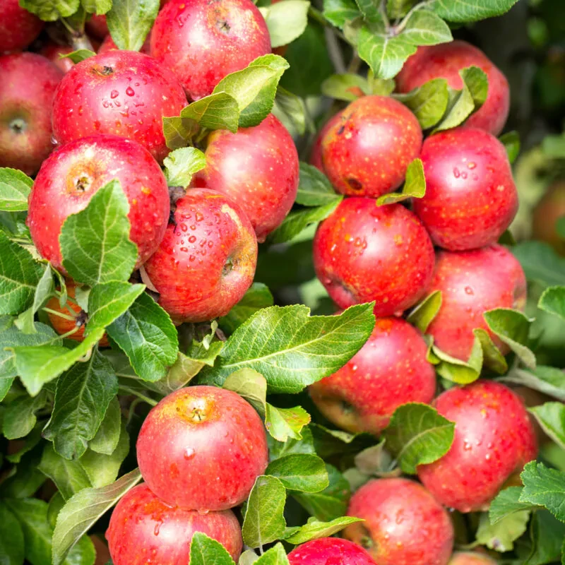 apple-malus-red-windsor