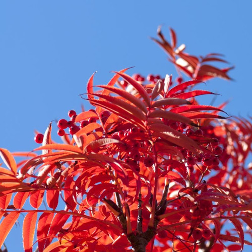 Sorbus 'Olympic Flame' | Scarlet Rowan Tree | Bowhayes Trees