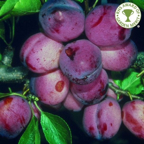 Prunus domestica 'Opal' | Plum Tree | Bowhayes Trees