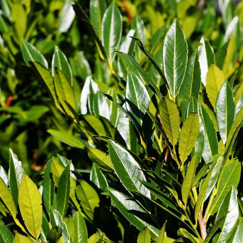 prunus-laurocerasus-otto-luyken-compact-laurel