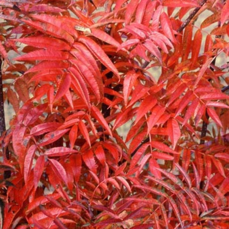 sorbus-olympic-flame-scarlet-rowan-tree-bare-root
