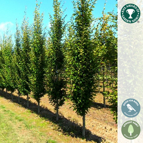 Carpinus betulus 'Fastigiata' | Hornbeam Fastigiata Tree | Bowhayes Trees