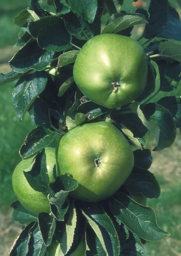Malus domestica 'Lord Derby' | Apple Tree | Bowhayes Trees