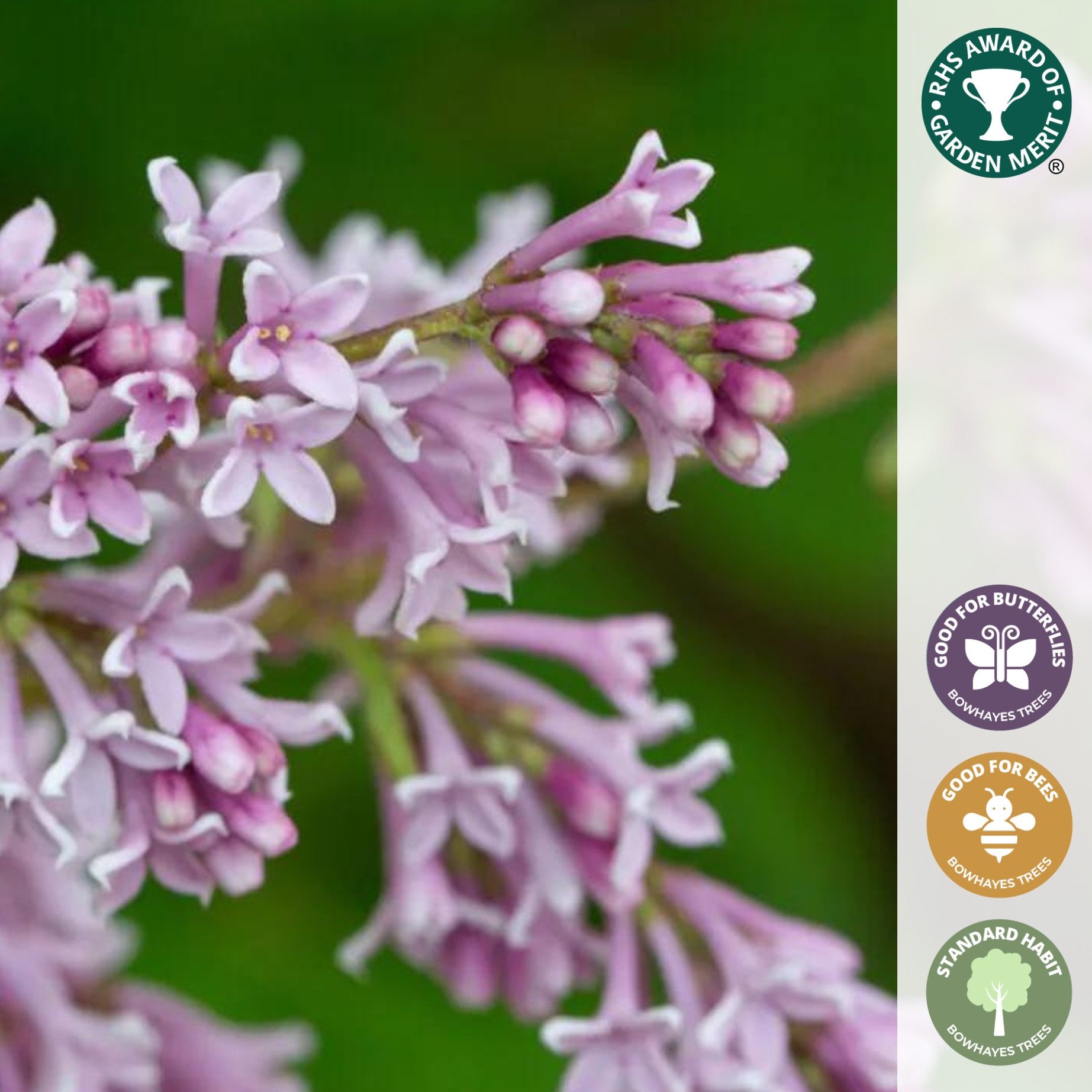 syringa-vulgaris-mrs-edward-harding-lilac