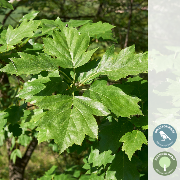 sorbus-torminalis-wild-service-tree-bare-root