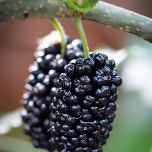 Morus 'Mojo Berry®' | Japanese Mulberry | Bowhayes Trees