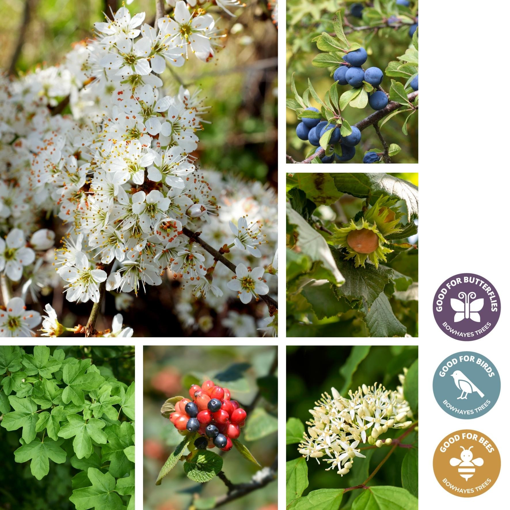 countryside-stewardship-hedge-pack