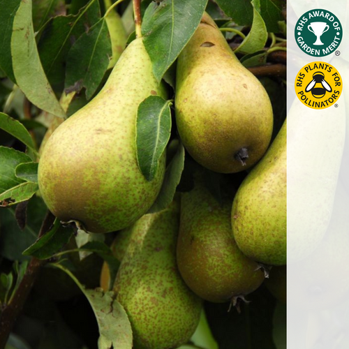 Pyrus communis 'Conference' | Pear Tree | Bowhayes Trees