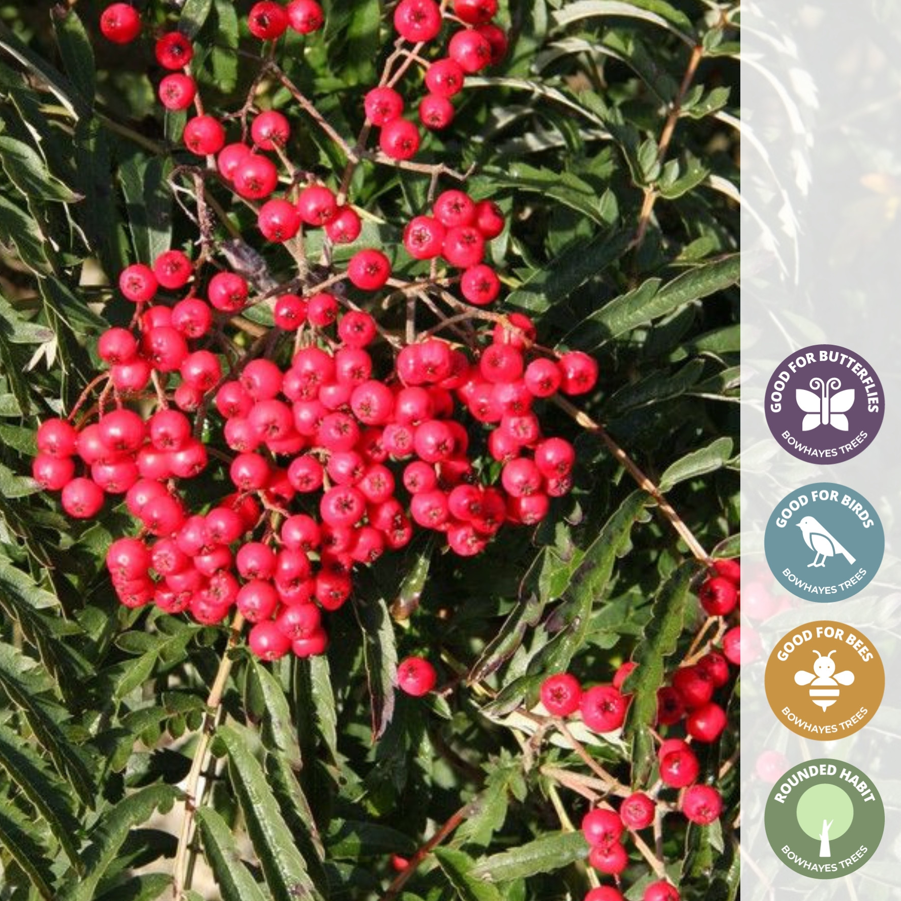 sorbus-chinese-leaf-cut-leaf-rowan-tree