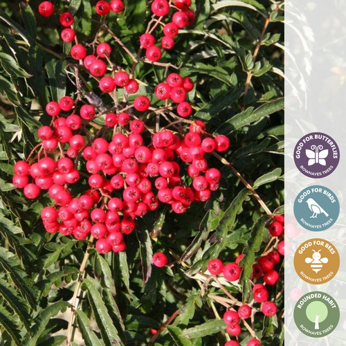 Sorbus 'Chinese Lace' | Cut Leaf Rowan Tree | Bowhayes Trees