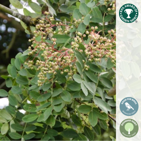 sorbus-hupehensis-hupeph-rowan-tree-bare-root