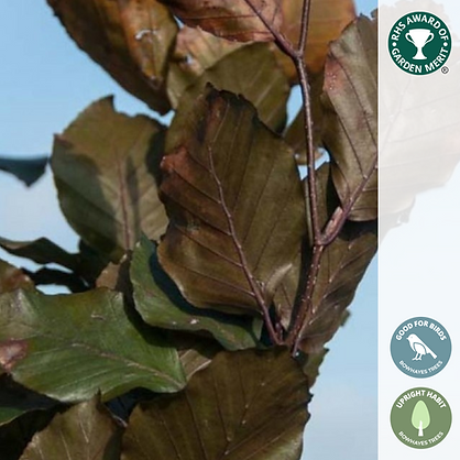 fagus-sylvatica-dawyck-purple-beech-dawyck-purple