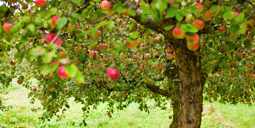 Apple Trees | Malus | Bowhayes Trees