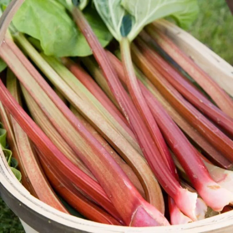 rhubarb-rheum-victoria